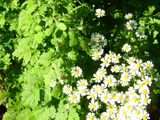 How to Plant and Grow Feverfew(Tanacetum parthenium)