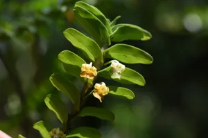 How to Prune Oval-leafed dendrobium