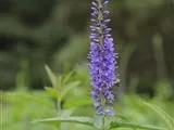 How to Prune Longleaf speedwell