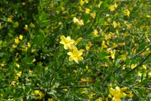 How to Prune Yellow jasmine