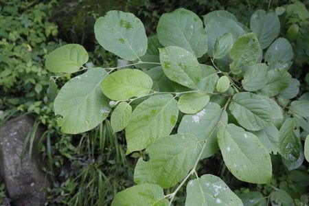 Árbol de Henry Wilson (Sinowilsonia henryi) - PictureThis
