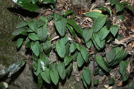 collabium (Collabium) - PictureThis