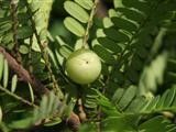 How to Grow and Care for Emblic