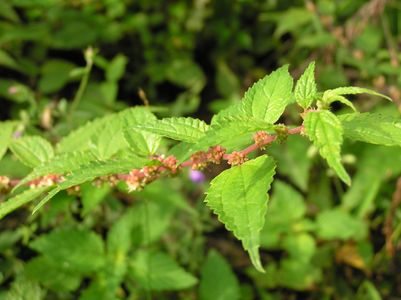 Pouzolzia - Pouzolzia (Taxonomía, Características, Distribución, Imágenes)