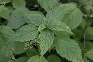 How to Prune Chinese nettle