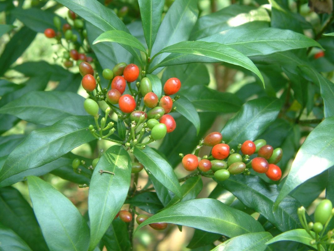 The Enchanting Symbolism and Uses of the Common Devil Pepper Flower