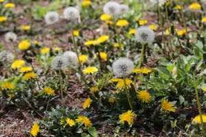 How to Propagate Dandelion