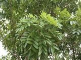 Senegal mahogany - Khaya senegalensis (Care, Characteristics ...