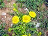 Cómo cultivar y cuidar una Inula linariifolia