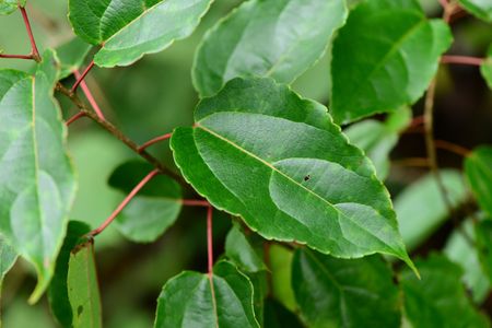 How to Grow and Care for Goat horn tree