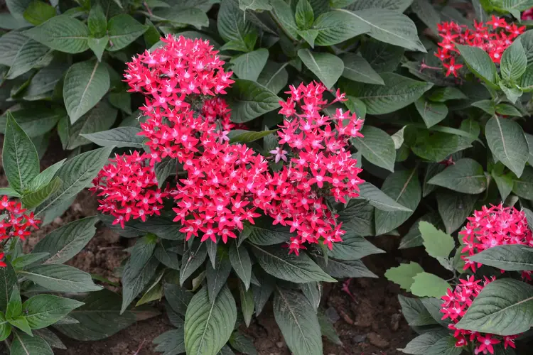 Egyptian starcluster (Pentas lanceolata) Flower, Leaf, Care, Uses ...