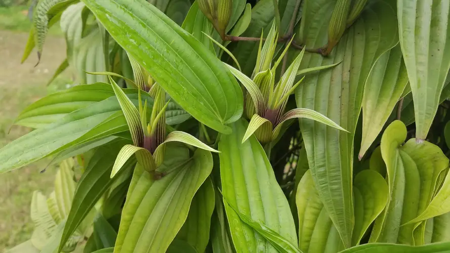 Stemona tuberosa - PictureThis
