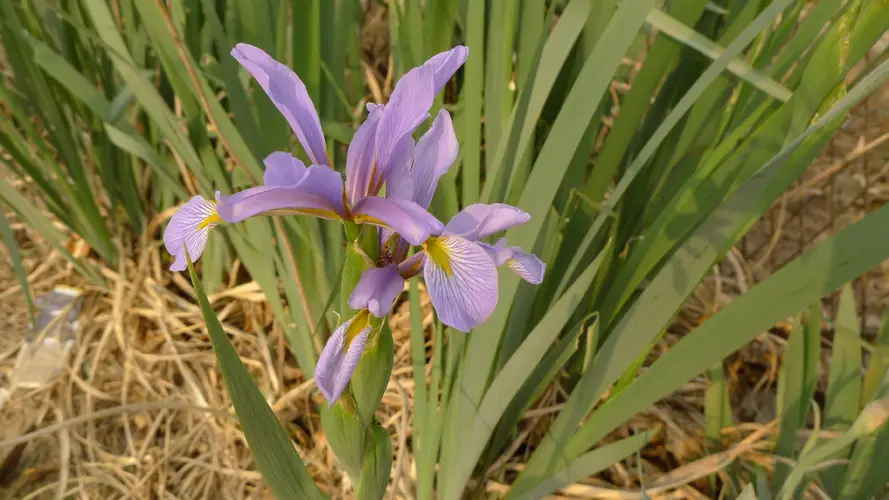 Lirio espurio (Iris spuria) - PictureThis