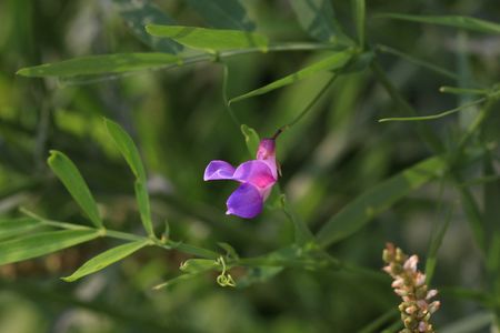 How to Grow and Care for Lathyrus quinquenervius