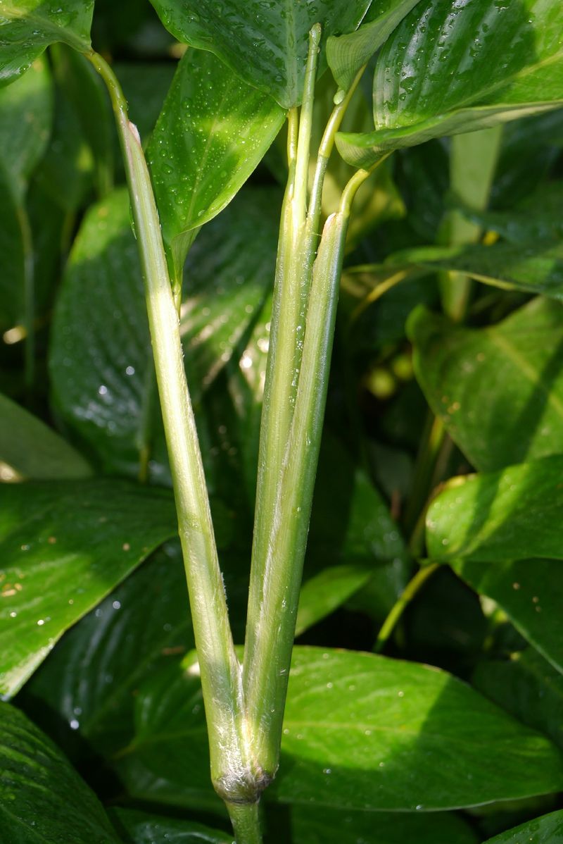 Descubre los principales beneficios de cultivar Ctenanthe compressa en ...