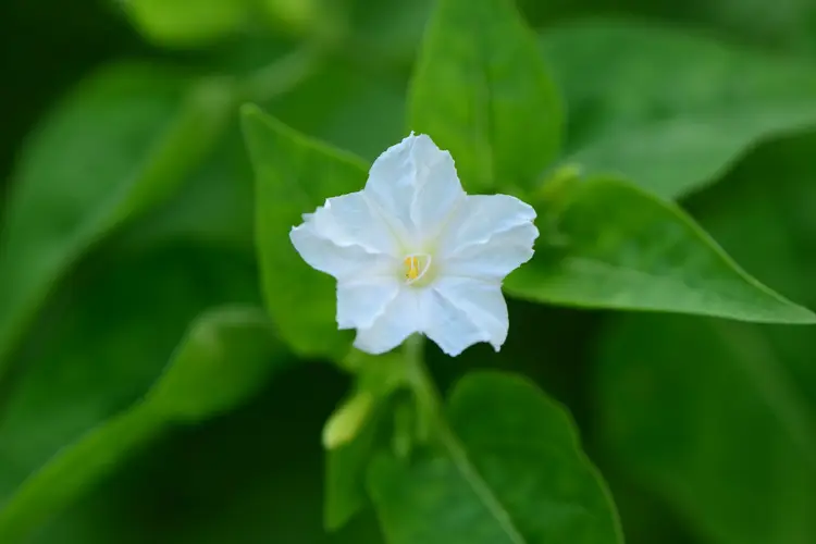 How to Plant and Grow Four o'clock flower(Mirabilis jalapa)