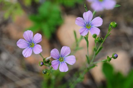 Linos - Linum (Taxonomía, Características, Distribución, Imágenes)