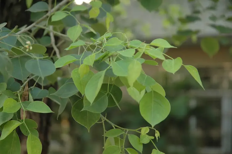 North Indian rosewood (Dalbergia sissoo) Flower, Leaf, Care, Uses ...