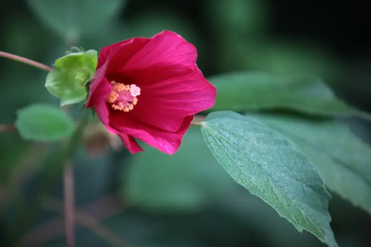How to Plant and Grow Rose of sharon(Hibiscus syriacus)