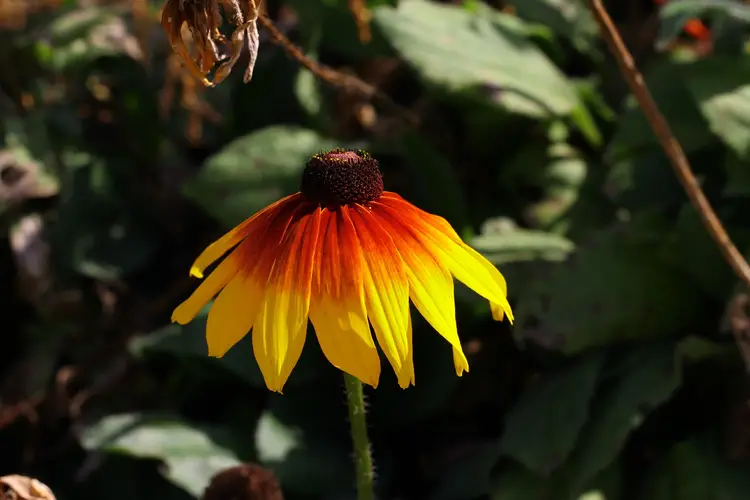 How to Plant and Grow Cutleaf coneflower(Rudbeckia laciniata)