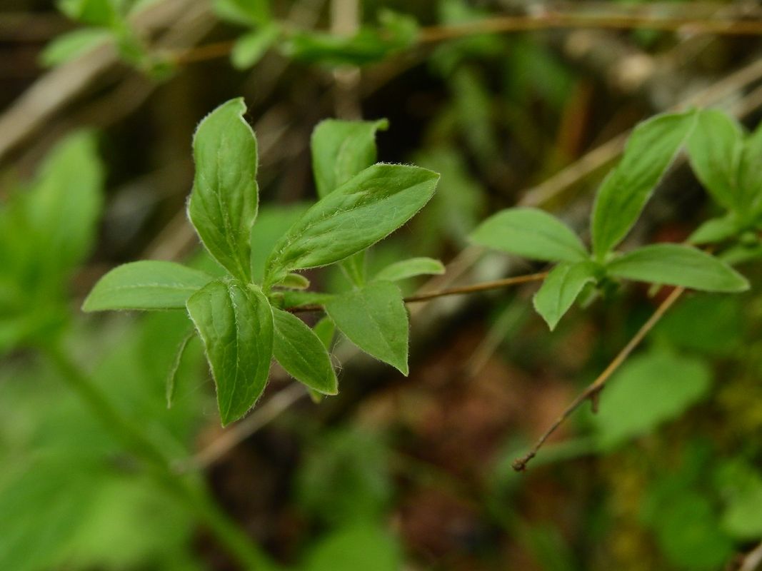 Discover the Numerous Benefits of Pertya sinensis: A Versatile Plant ...