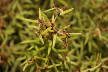 How to Grow and Care for Sedum polytrichoides
