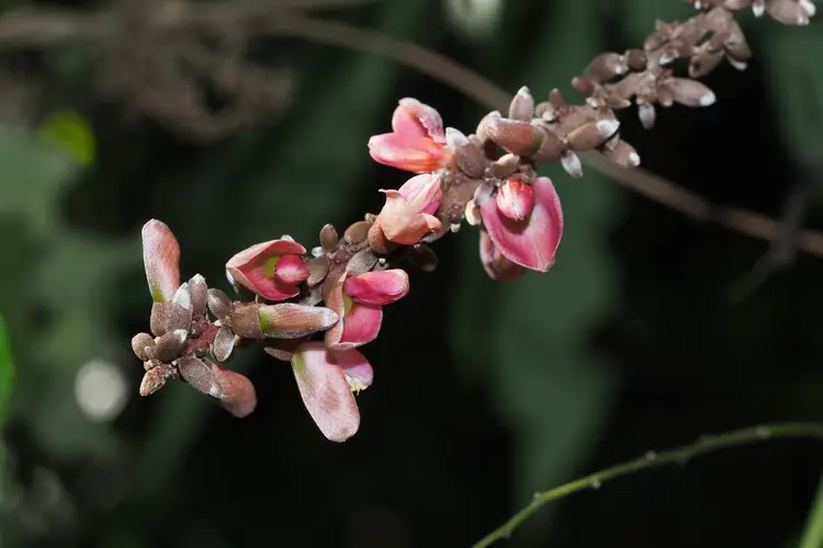 Fordia cauliflora - PictureThis