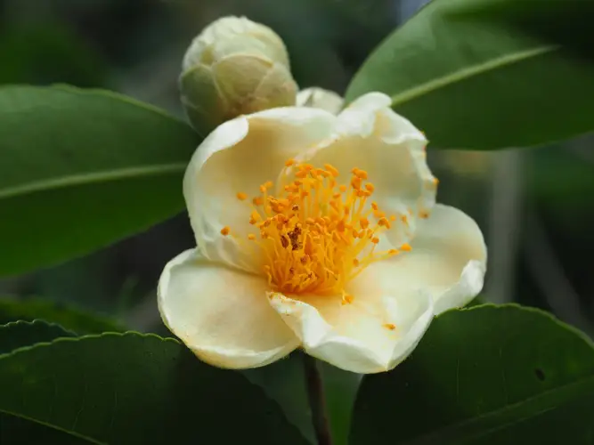 Pyrenaria spectabilis - PictureThis