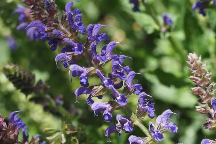 Perennial Sage (Salvia Nemorosa Blue Marvel) Davenport, 04/18/2024