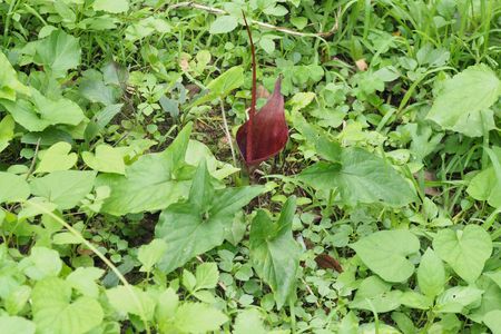 Cala negra - Typhonium blumei (Cuidado, Características, Flor, Imágenes)