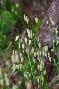 How to Propagate Big quaking grass