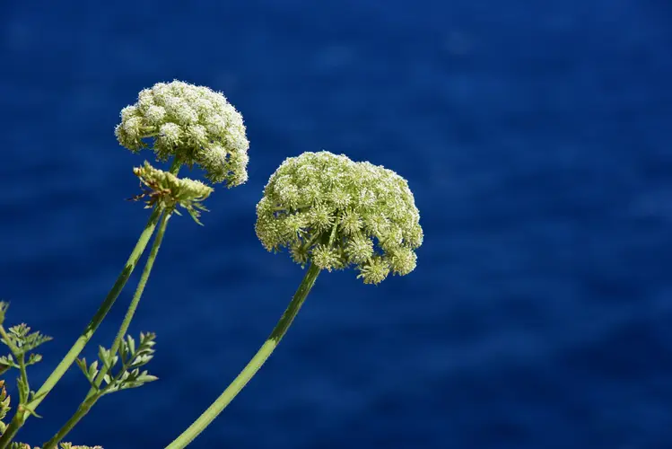 How to Plant and Grow Wild carrot(Daucus carota)