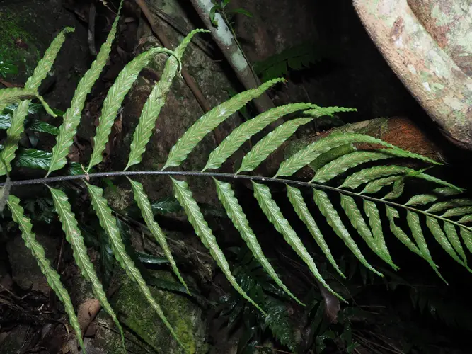 Asplenium wrightii - PictureThis