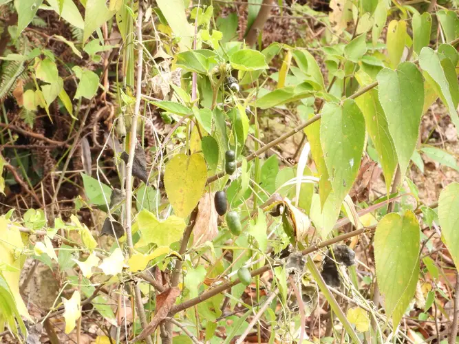 Zehneria guamensis - PictureThis