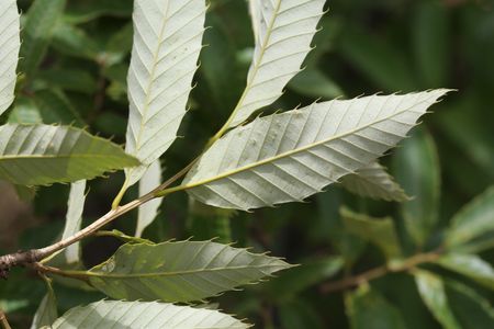 Quercus variabilis - Quercus variabilis (Cuidado, Características ...