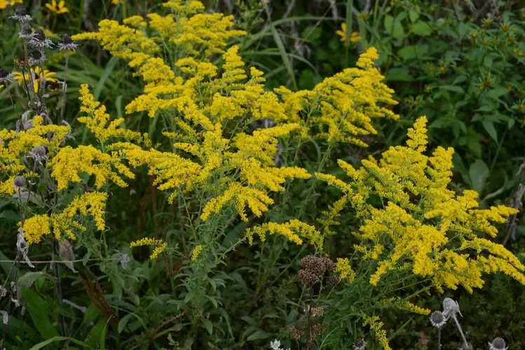 Canada goldenrod (Solidago altissima) Flower, Leaf, Care, Uses ...