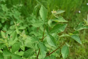 Where To Place Skunk-bush sumac In Feng Shui? (Characteristics ...