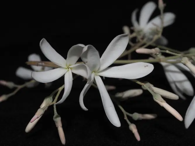 Vatica mangachapoi - PictureThis