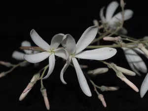 How to Transplant Vatica mangachapoi? (Ideal time, Methods, and Post Care)