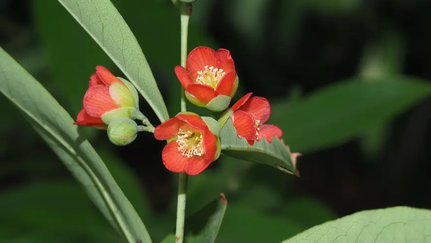 How to Plant and Grow Yellow cow wood(Cratoxylum cochinchinense)