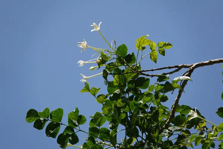 How to Plant and Grow Indian cork tree(Millingtonia hortensis)
