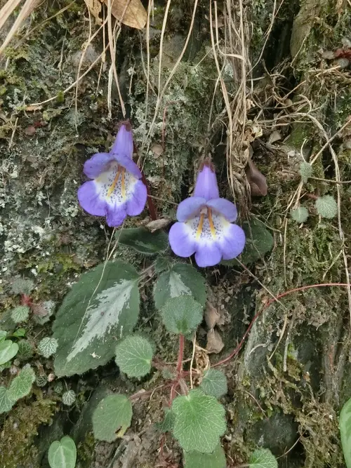 Chirita fimbrisepala - PictureThis