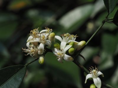 Luvunga scandens - PictureThis