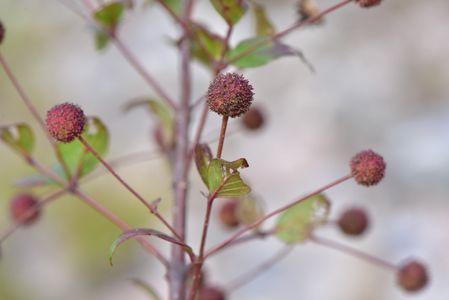 Cómo cultivar y cuidar una Botón chino