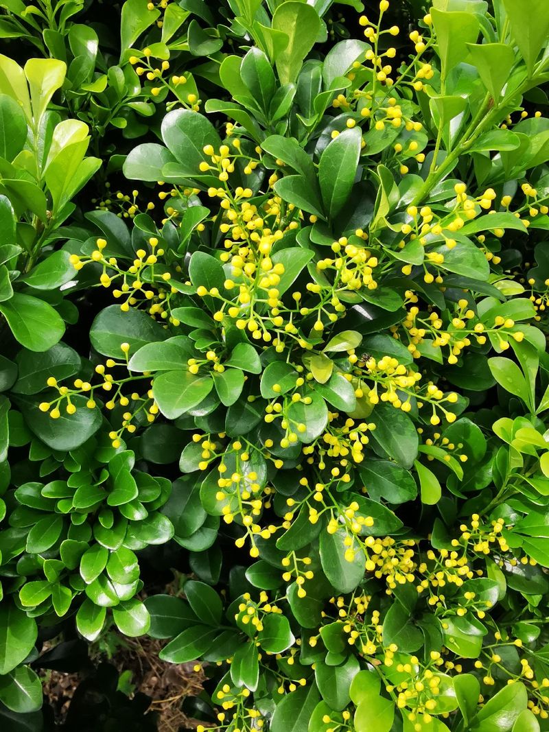 Troubleshooting Mock lime Plant Issues