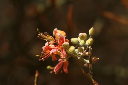 Retama caper - Capparis decidua (Taxonomy, Characteristics, Flower, Images)