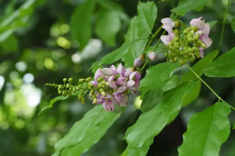 หยีน้ำ (Pongamia pinnata) - PictureThis