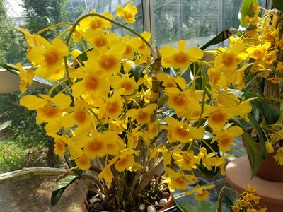 How to Grow and Care for Dendrobium