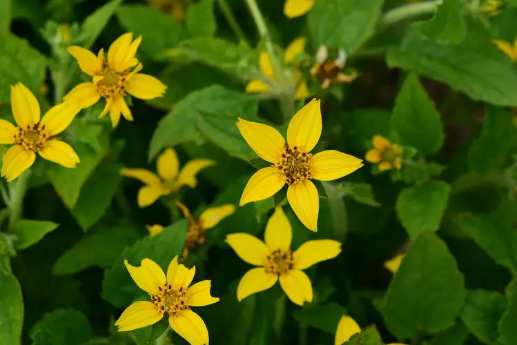 Chrysogonum virginianum - PictureThis