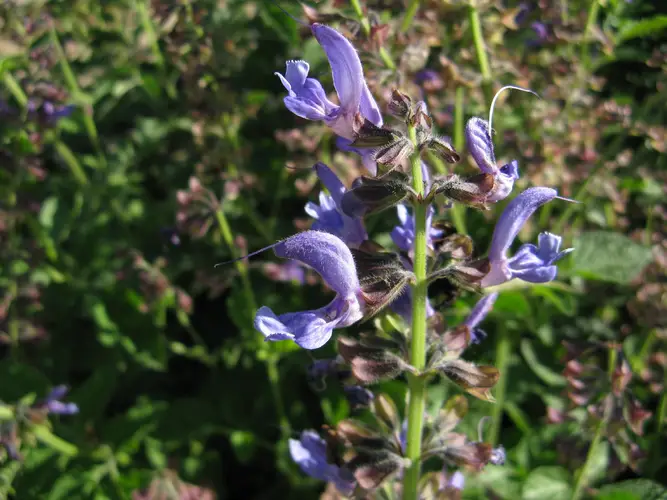 Salvia miltiorrhiza - PictureThis
